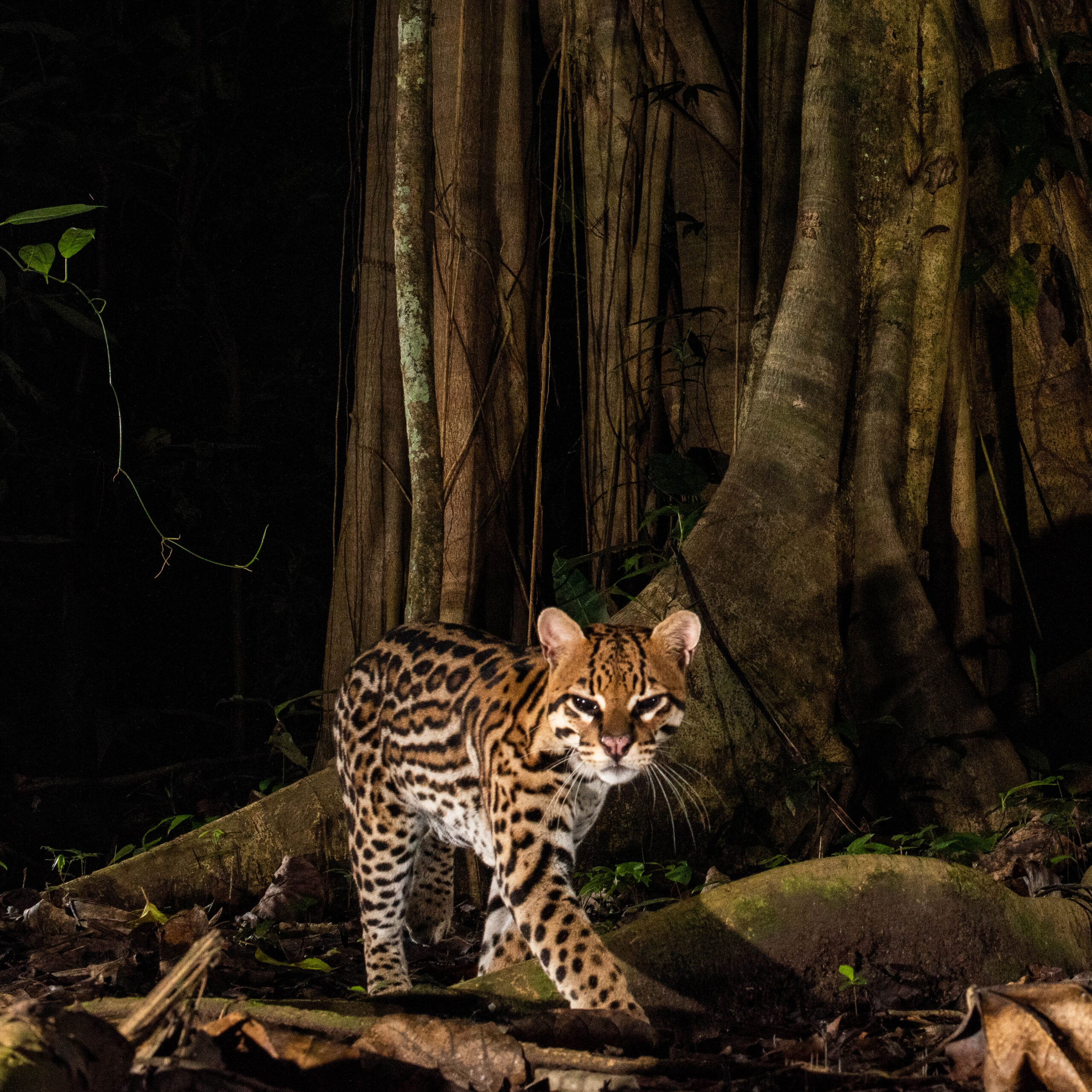 Unexpected Animal Partnership Discovered in the Amazon – Aktuell Uni ...