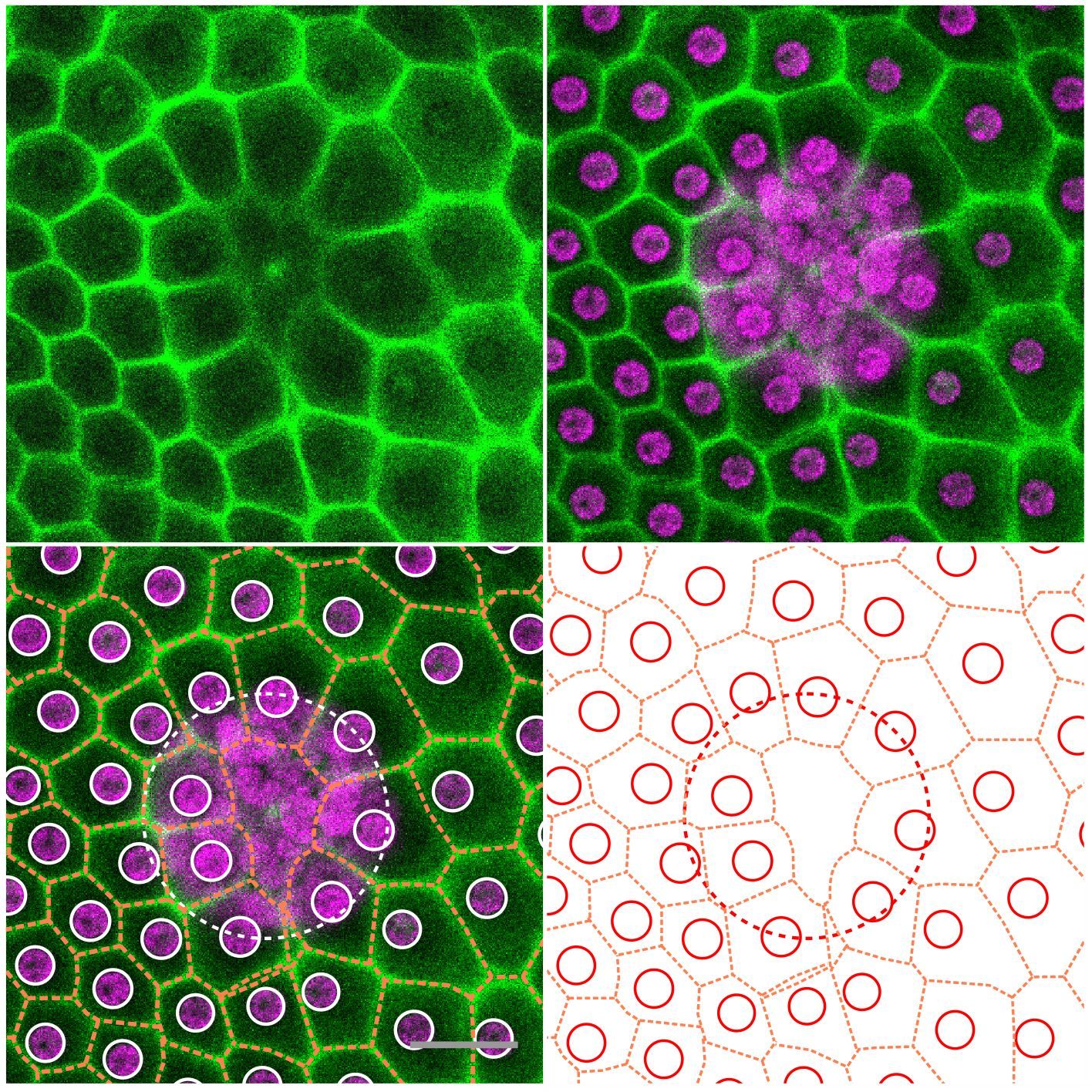 How Cells Build Complex Structures as a Team – Aktuell Uni Bielefeld